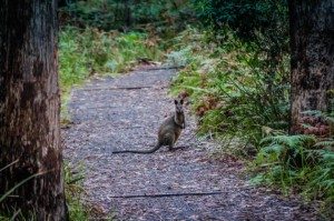 15 Best Things to Do in Jervis Bay, Australia (Don't Miss These!)