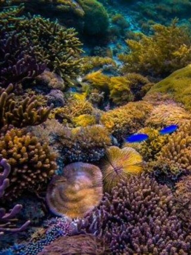 Red Beach: The World’s Best Snorkeling Location Story - Divergent Travelers