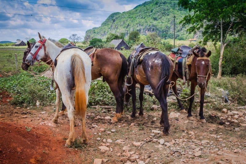 Horseback Riding in Cuba & Cuban Tobacco Farms in Viñales