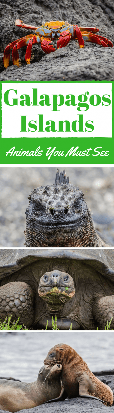 Unique Galapagos Islands Animals You Must See