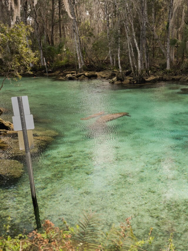 13 Fabulous Things to Do in Crystal River, FL Story - Divergent Travelers