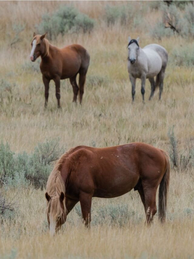 Best Things to do in Teddy Roosevelt National Park Story - Divergent ...