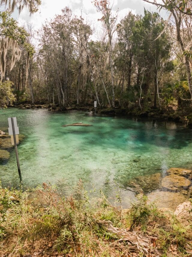 13 Fabulous Things to Do in Crystal River, FL Story - Divergent Travelers