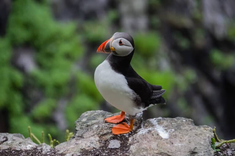 Visiting Skellig Michael: What You Should Know Before You Go
